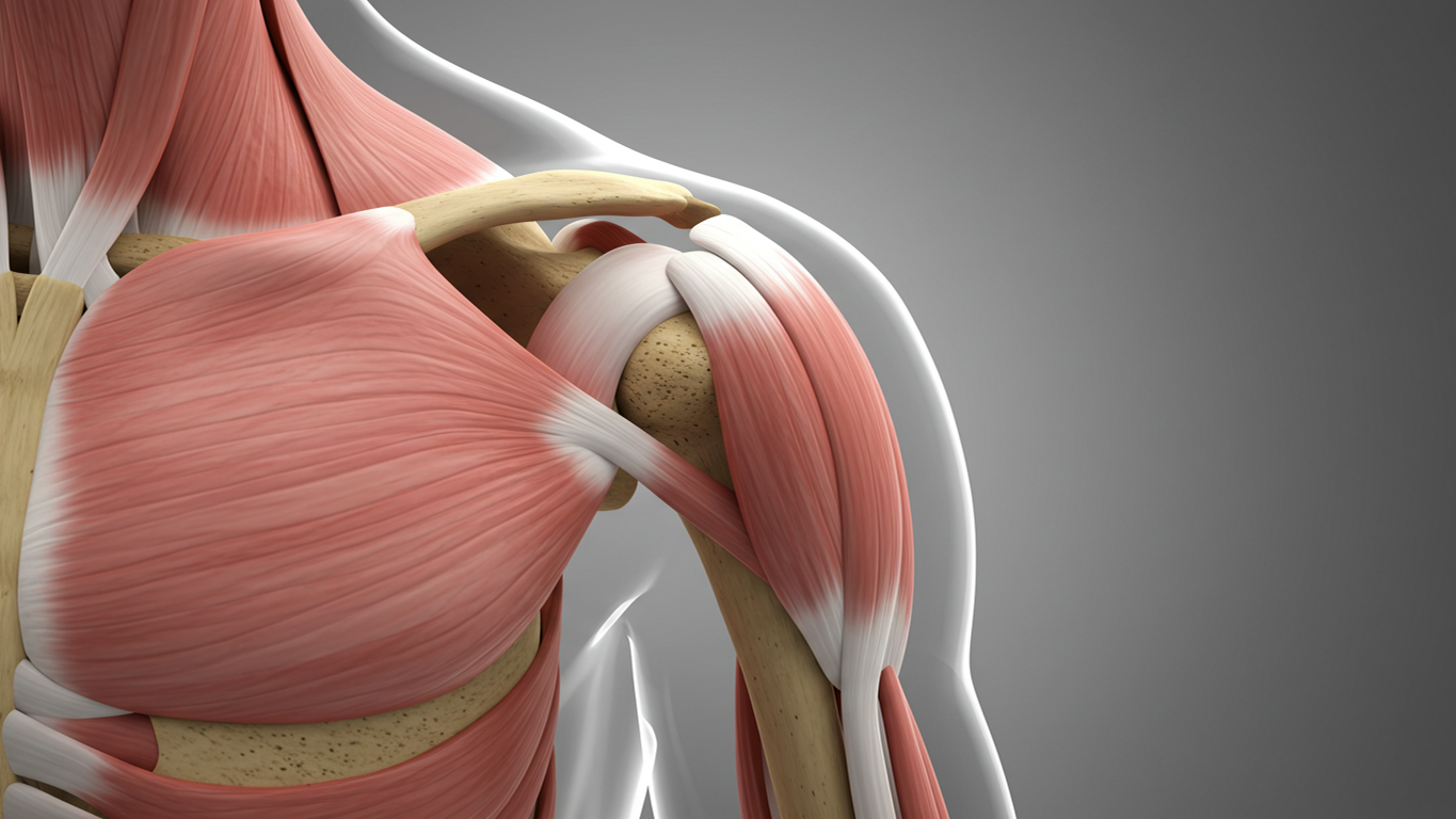 What is the rotator cuff? Why does it play a big role in throwing and ...